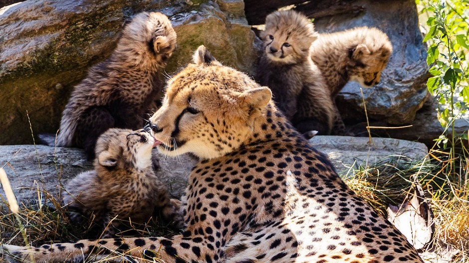 Opel-Zoo Kronberg - Deals & Infos | Freizeitpark Erlebnis